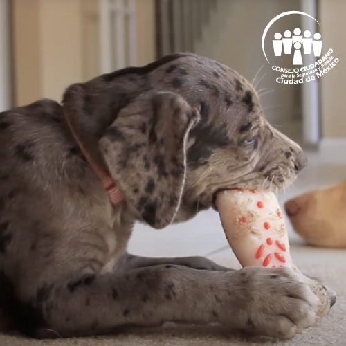 Consejo Ciudadano Para La Seguridad y Justicia de La Ciudad de México